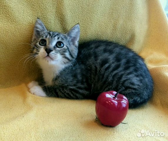 Котенок 3 мес