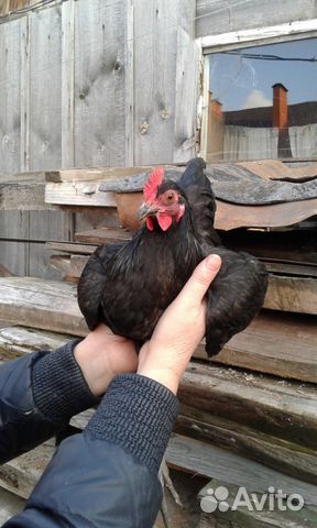 Два петуха Синь Синь Дань, Уфа, Телецентр