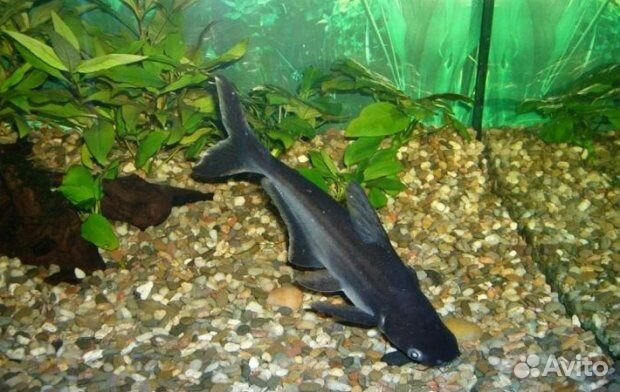Пангасиус. Аквариумный акулий сом