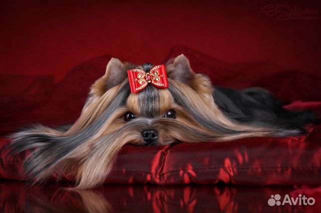 Йоркширский терьер для вязок