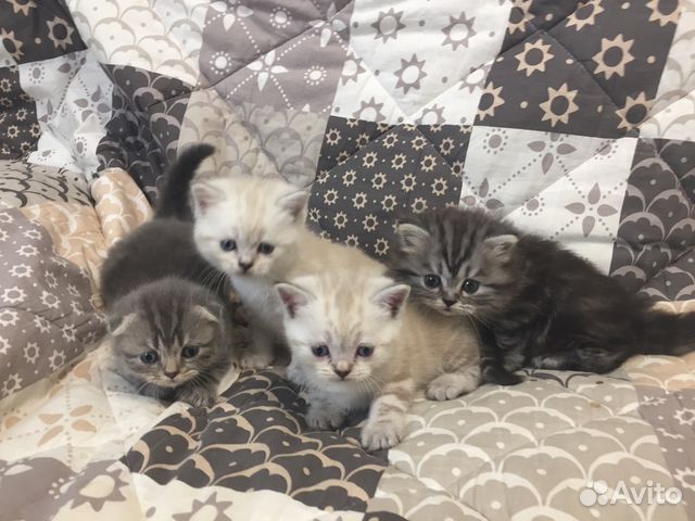 Очаровательные шотландские котята