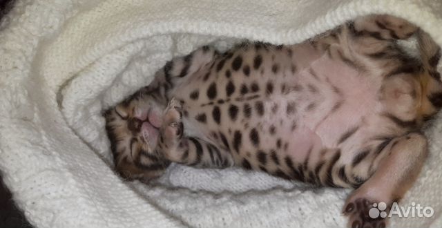 Bengal cat