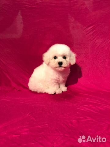 Бишоночка девочка Пупулечка