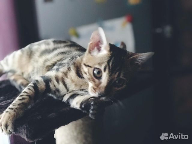 Очаровательные бенгальские котята
