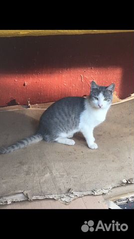 Котенок 10 месяцев