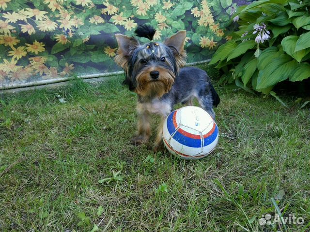 Йорк Степан 6 мес