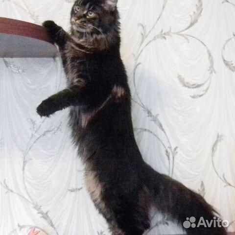 Котята мэйнкунов