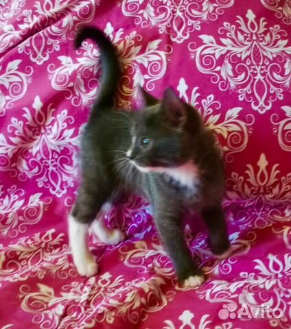 Котята Голубые Метисики Британца дар добрые руки