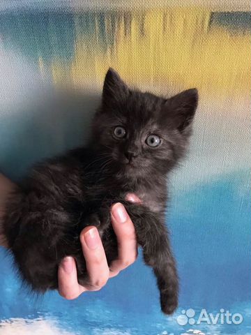 Котенок усатый полосатый