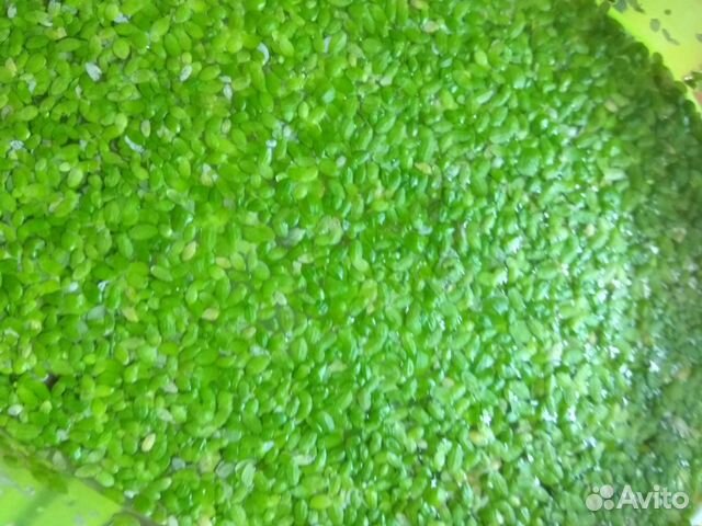 «Ряска» аквариумное растение