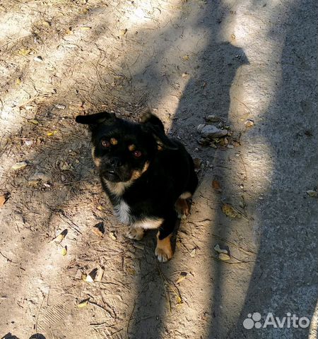 Мальчик помесь пекинеса