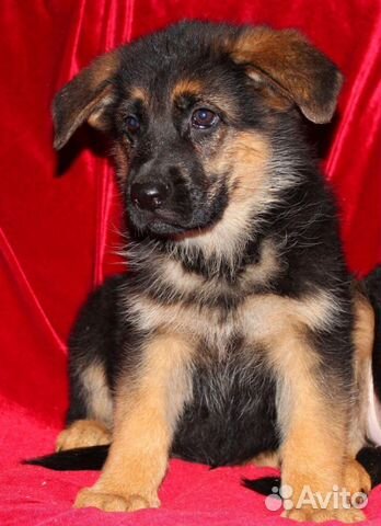 Щенята овчарки. Отдаем в дар