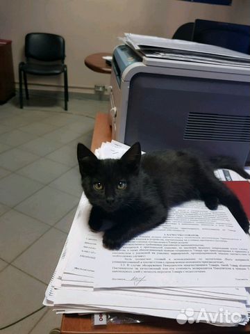 Черный котенок с белым пятнышком на пузике