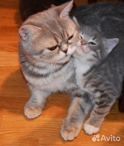 Шотланские котята