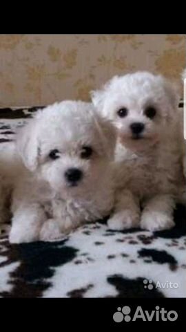 Щенки бишончики