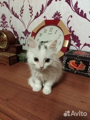 Котёнок в добрые руки