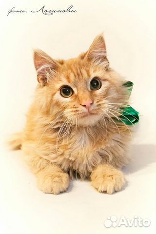 Котёнок Рыжик 4 месяца