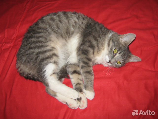 Кошка в добрые руки