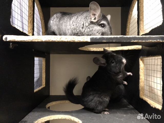 Шиншиллы-бархат, темный Эбони.Девочки. Носители-фи