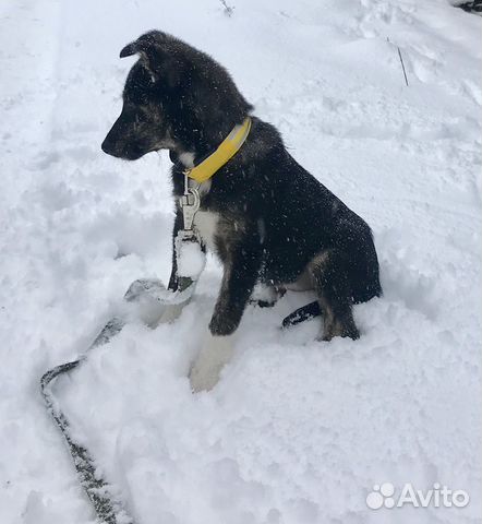 Чудесный щенок верный друг