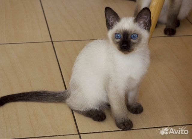 Продаю катят порода Тайская