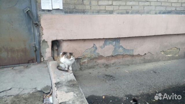 Кошечка в добрые руки