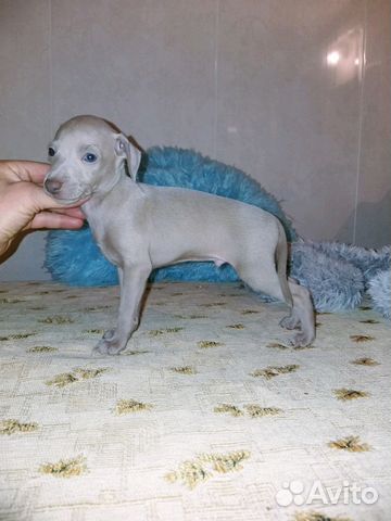 Левретка,кобель