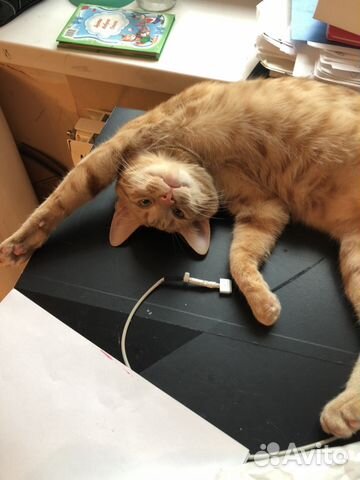 Рыжий кот, 8 месяцев