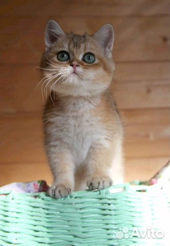 Британский котик золотистая шиншилла