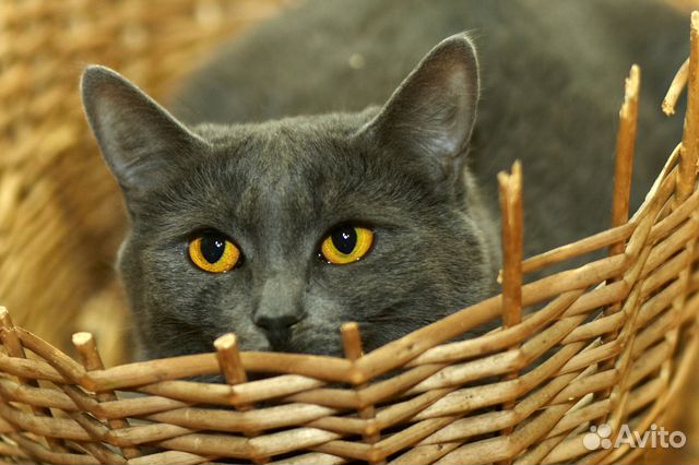 Котик