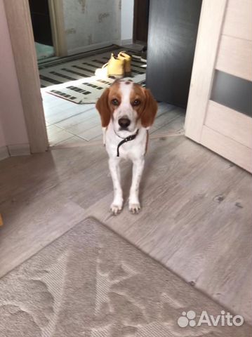 Отдам Бигля в хорошие руки