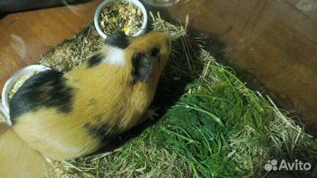 Морские свинки