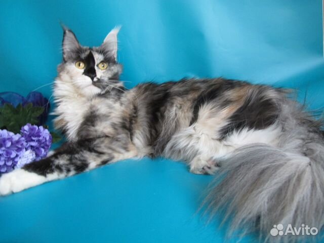 Голубокремовая красавица