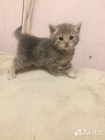 4 милых котёнка