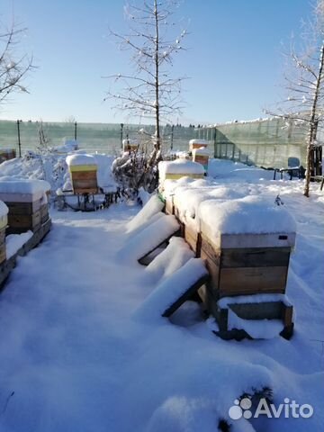 Пчёлы отводки семьи