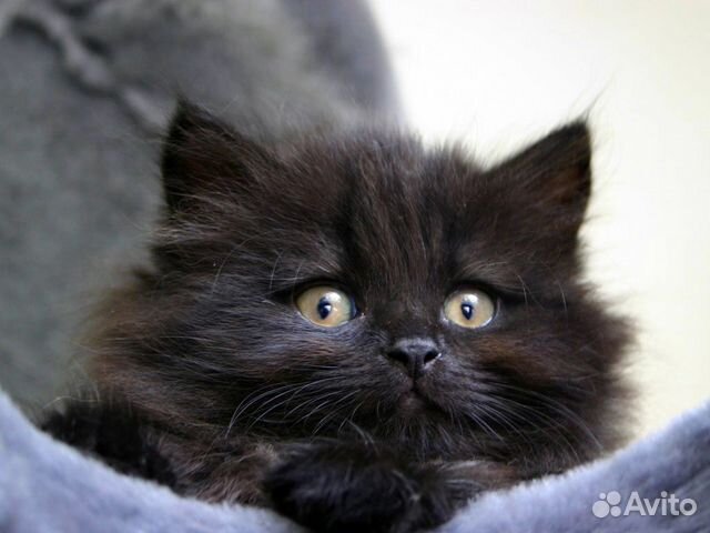 Отдадим в дар котенка