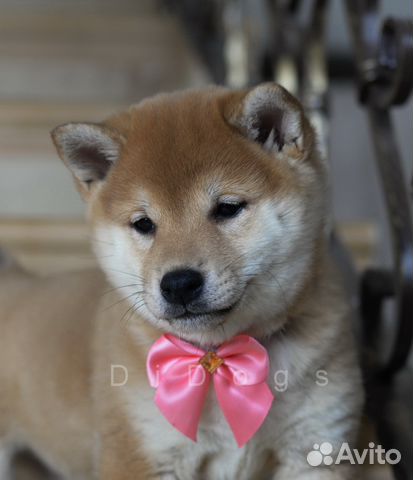 Сиба, мини Акита, комфортный размер)