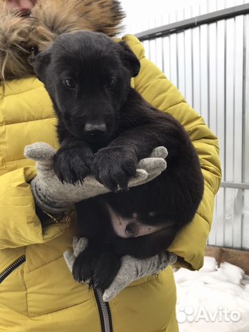 Медвежонок