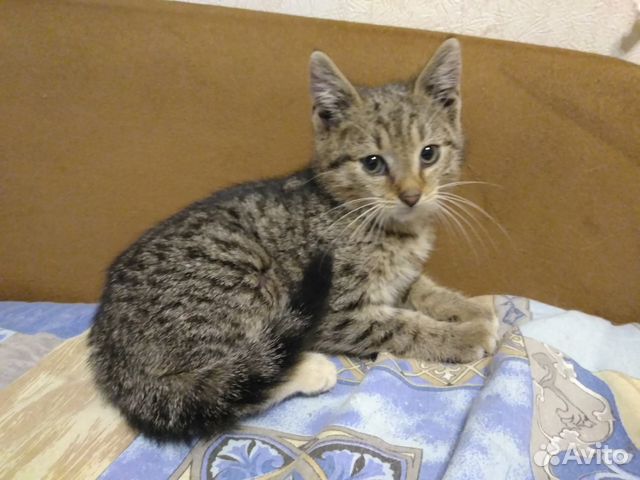 Котенок 4 месяца