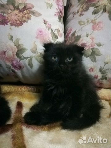 Шотландцы в дар