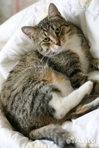 Шикарный полосатик Кузя