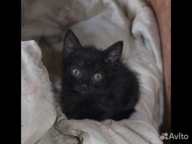 Котёнок мальчик в добрые руки