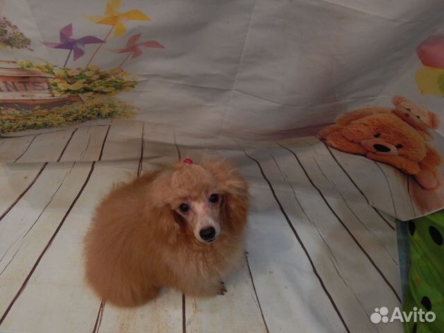 Мальчик той-пуделя подросток