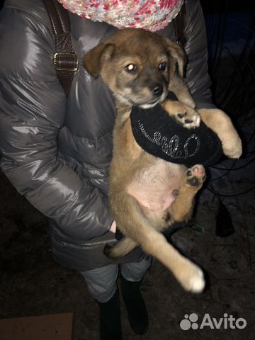 Щеночек в добрые руки