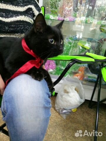 Плюшевый котик в добрые заботливые руки