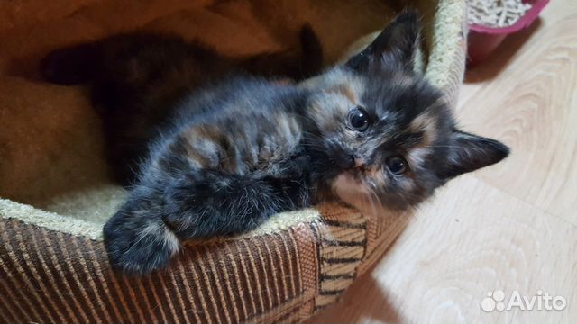 Котята