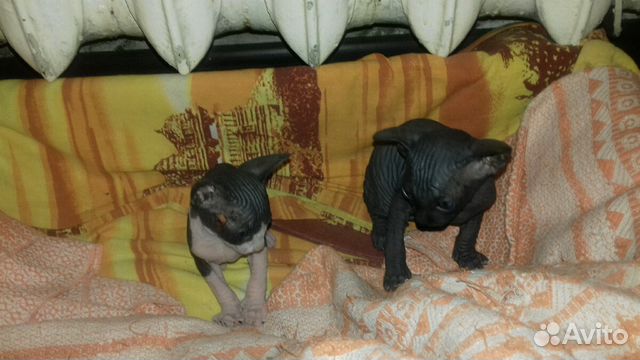 Продам донского сфинкса, мальчики