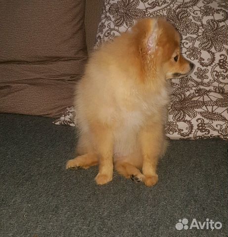 Шпиц Померанский
