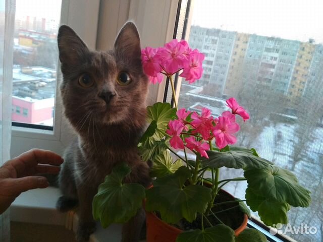 Ручной ласкун в добрые руки