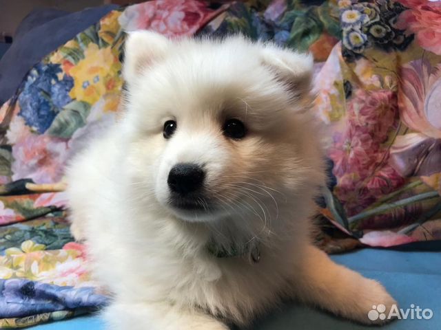 Японский шпиц щенки